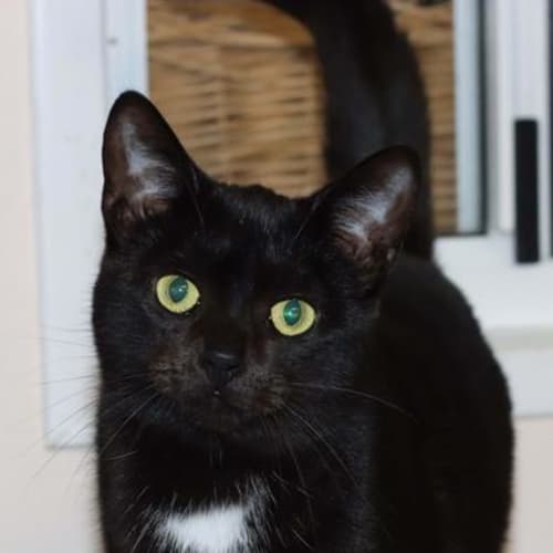 Search Rescue Cats and Kittens - PetRescue