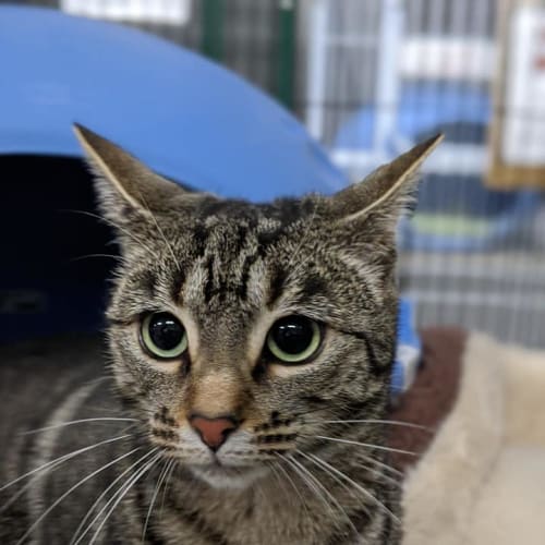 Search Rescue Cats and Kittens - PetRescue