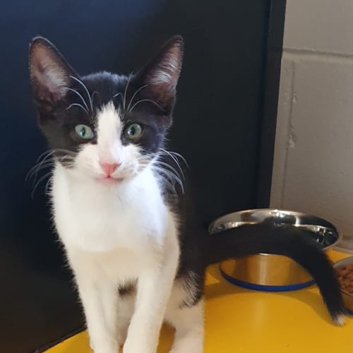 RSPCA Gympie - PetRescue