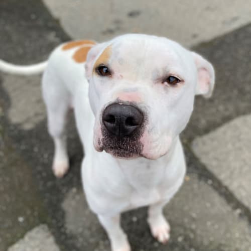 Ballarat Animal Shelter - PetRescue