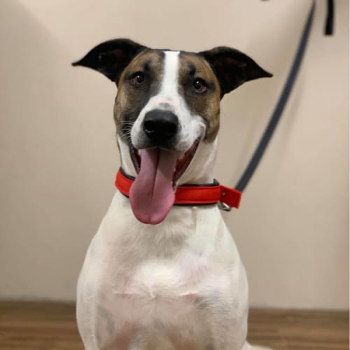 Karma's Place Rescue - PetRescue