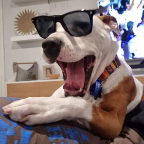 Dog Rescue Newcastle - PetRescue