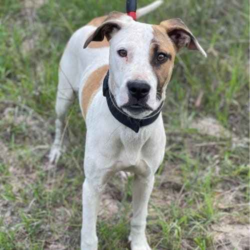 Karma's Place Rescue - PetRescue