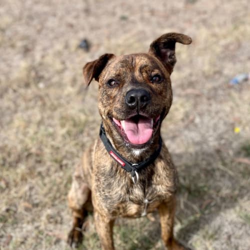Ballarat Animal Shelter - PetRescue