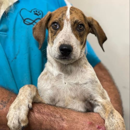 Karma's Place Rescue - PetRescue