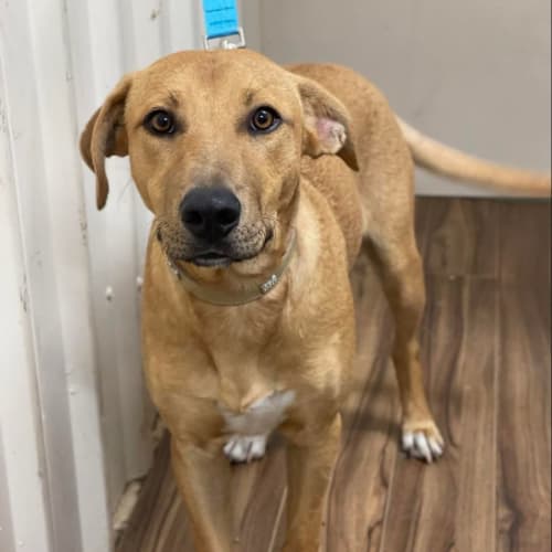 Karma's Place Rescue - PetRescue