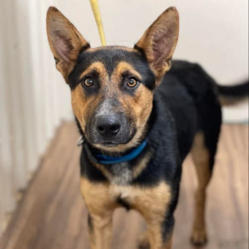 Karma's Place Rescue - PetRescue