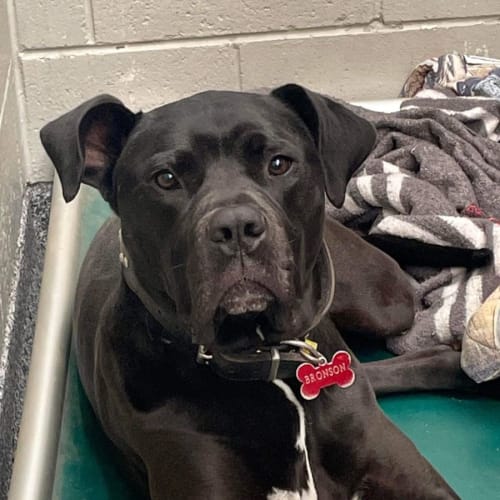 Ballarat Animal Shelter - PetRescue