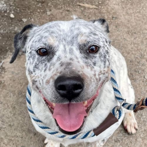 Ballarat Animal Shelter - PetRescue