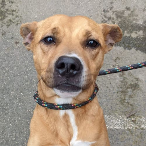 Ballarat Animal Shelter - PetRescue