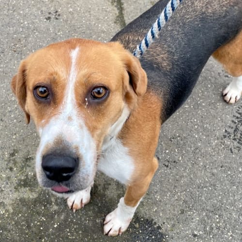 Ballarat Animal Shelter - PetRescue