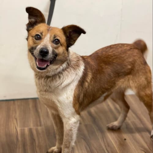 Karma's Place Rescue - PetRescue