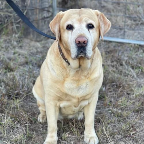 Karma's Place Rescue - PetRescue