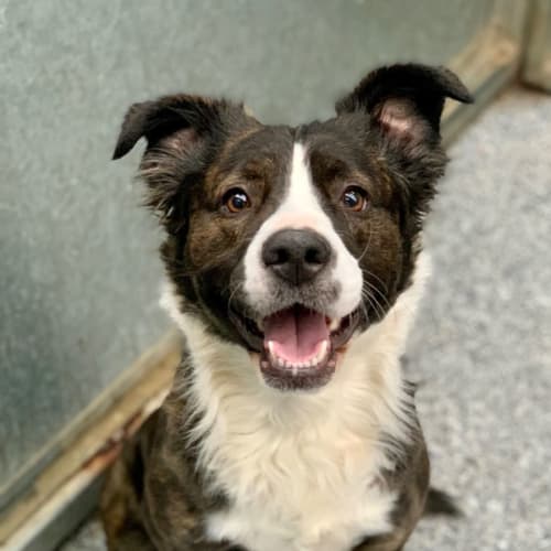 Ballarat Animal Shelter - PetRescue