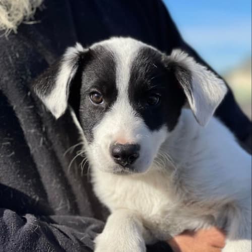 Karma's Place Rescue - PetRescue