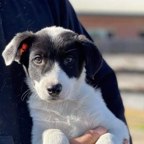 Karma's Place Rescue - PetRescue