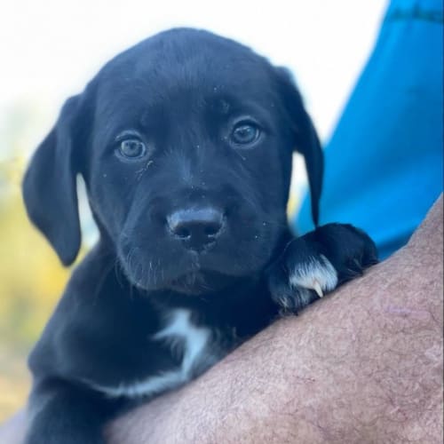 Karma's Place Rescue - PetRescue