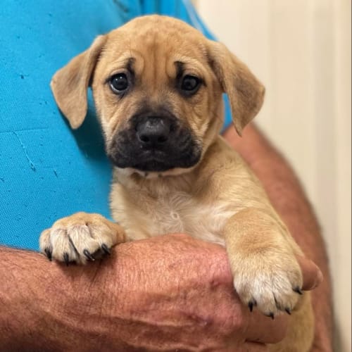 Karma's Place Rescue - PetRescue