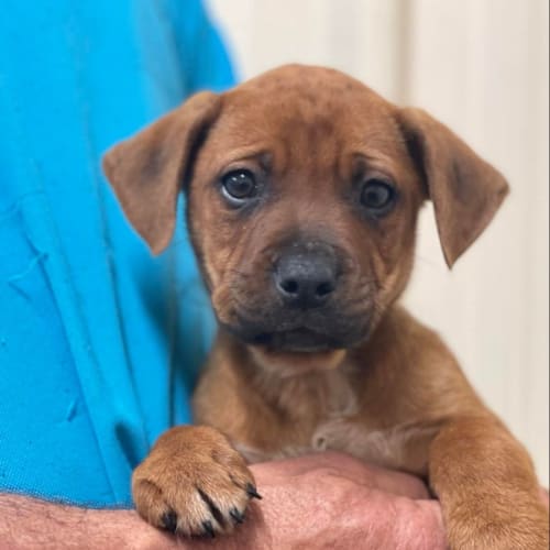 Karma's Place Rescue - PetRescue