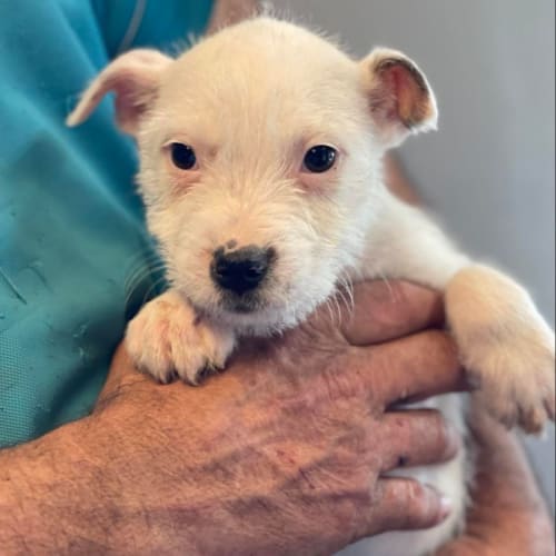 Karma's Place Rescue - PetRescue