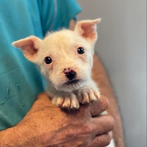 Karma's Place Rescue - PetRescue