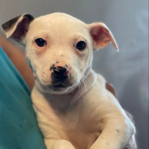 Karma's Place Rescue - PetRescue