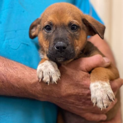 Karma's Place Rescue - PetRescue