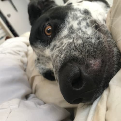 A Mini Rescue - PetRescue