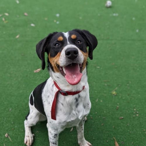 Ballarat Animal Shelter - PetRescue