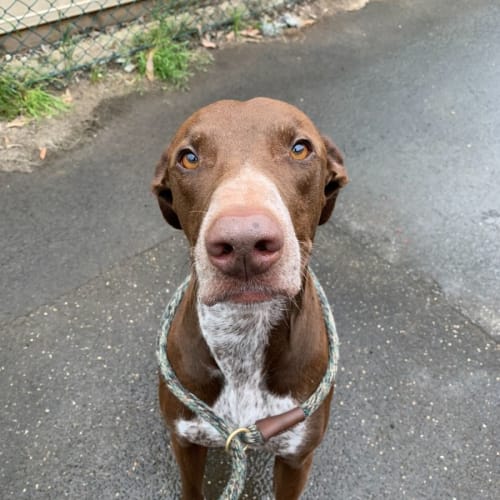 Ballarat Animal Shelter - PetRescue