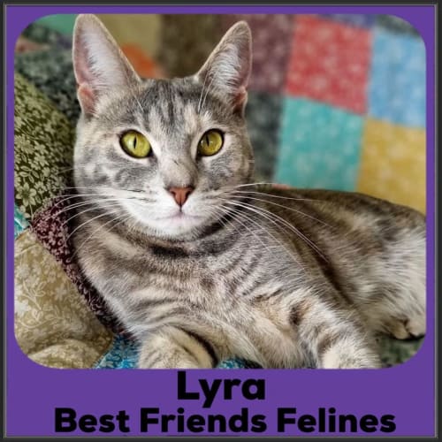 Best Friends Felines - PetRescue