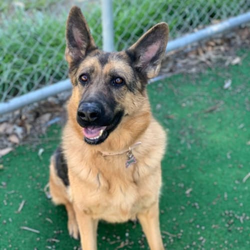 Ballarat Animal Shelter - PetRescue