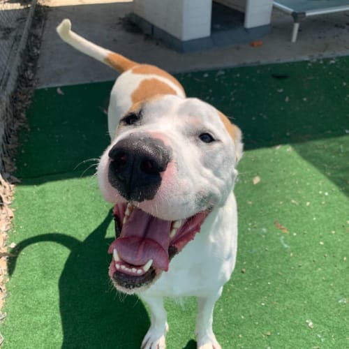 Ballarat Animal Shelter - PetRescue