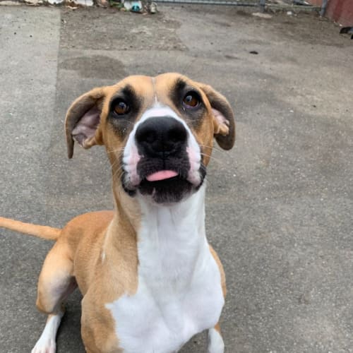 Ballarat Animal Shelter - PetRescue