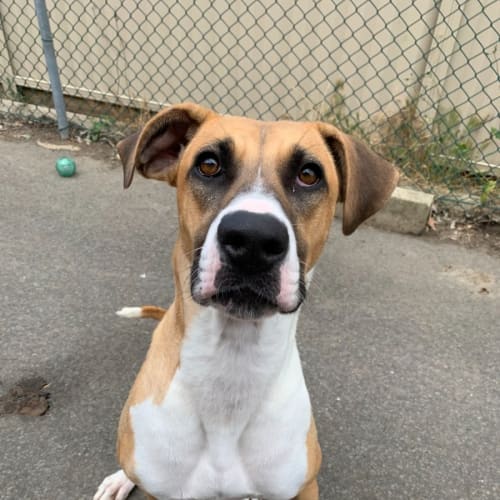 Ballarat Animal Shelter - PetRescue