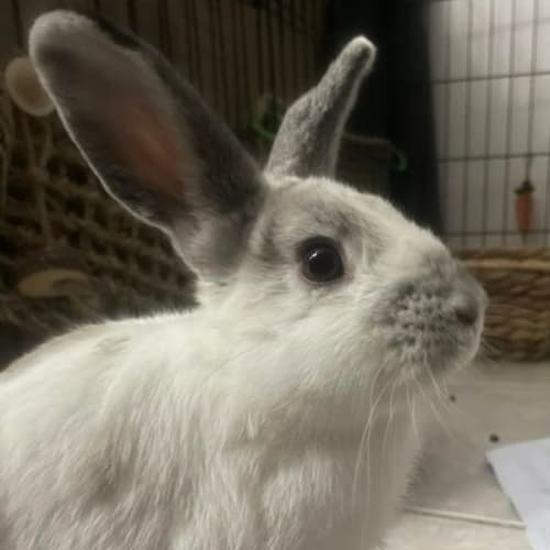 The Rabbit Sanctuary - PetRescue