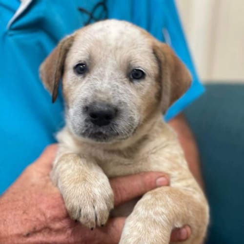 Karma's Place Rescue - PetRescue