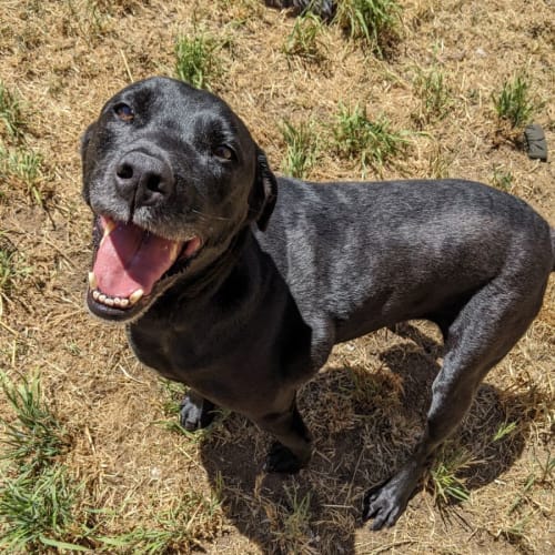 Ballarat Animal Shelter - PetRescue