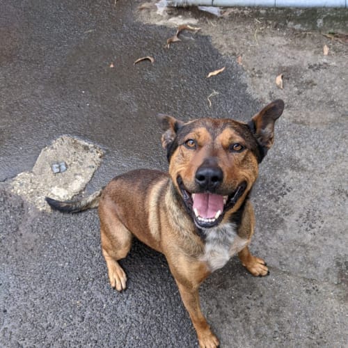 Ballarat Animal Shelter - PetRescue