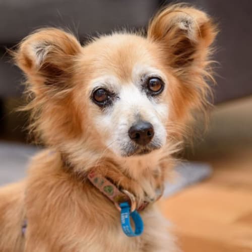 Forever Friends Animal Rescue - PetRescue