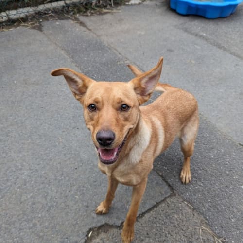 Ballarat Animal Shelter - PetRescue
