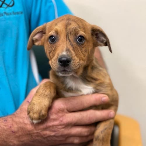 Karma's Place Rescue - PetRescue