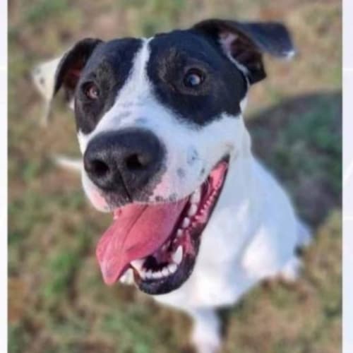 A Mini Rescue - PetRescue