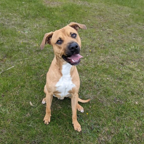 Ballarat Animal Shelter - PetRescue