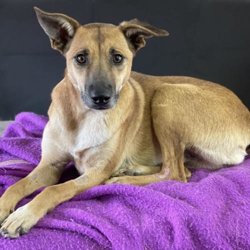 Karma's Place Rescue - PetRescue