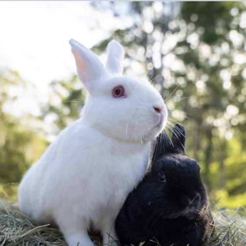 The Rabbit Sanctuary - PetRescue