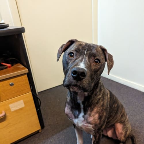 Ballarat Animal Shelter - PetRescue