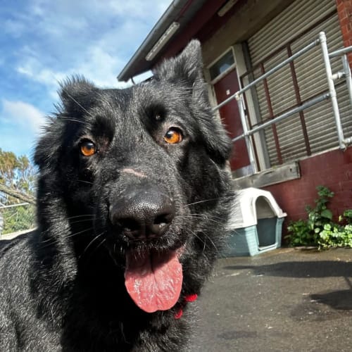 Ballarat Animal Shelter - PetRescue