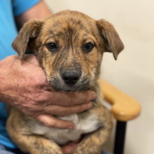 Karma's Place Rescue - PetRescue