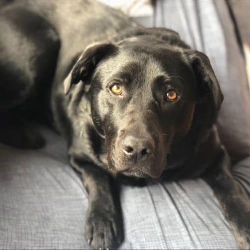 Victorian Dog Rescue - PetRescue